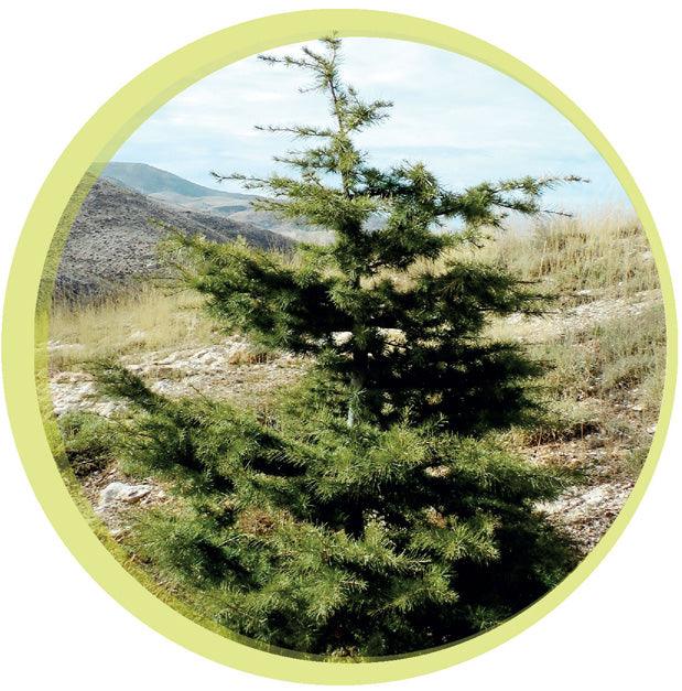 Adopt a Cedar | Free Delivery in Lebanon