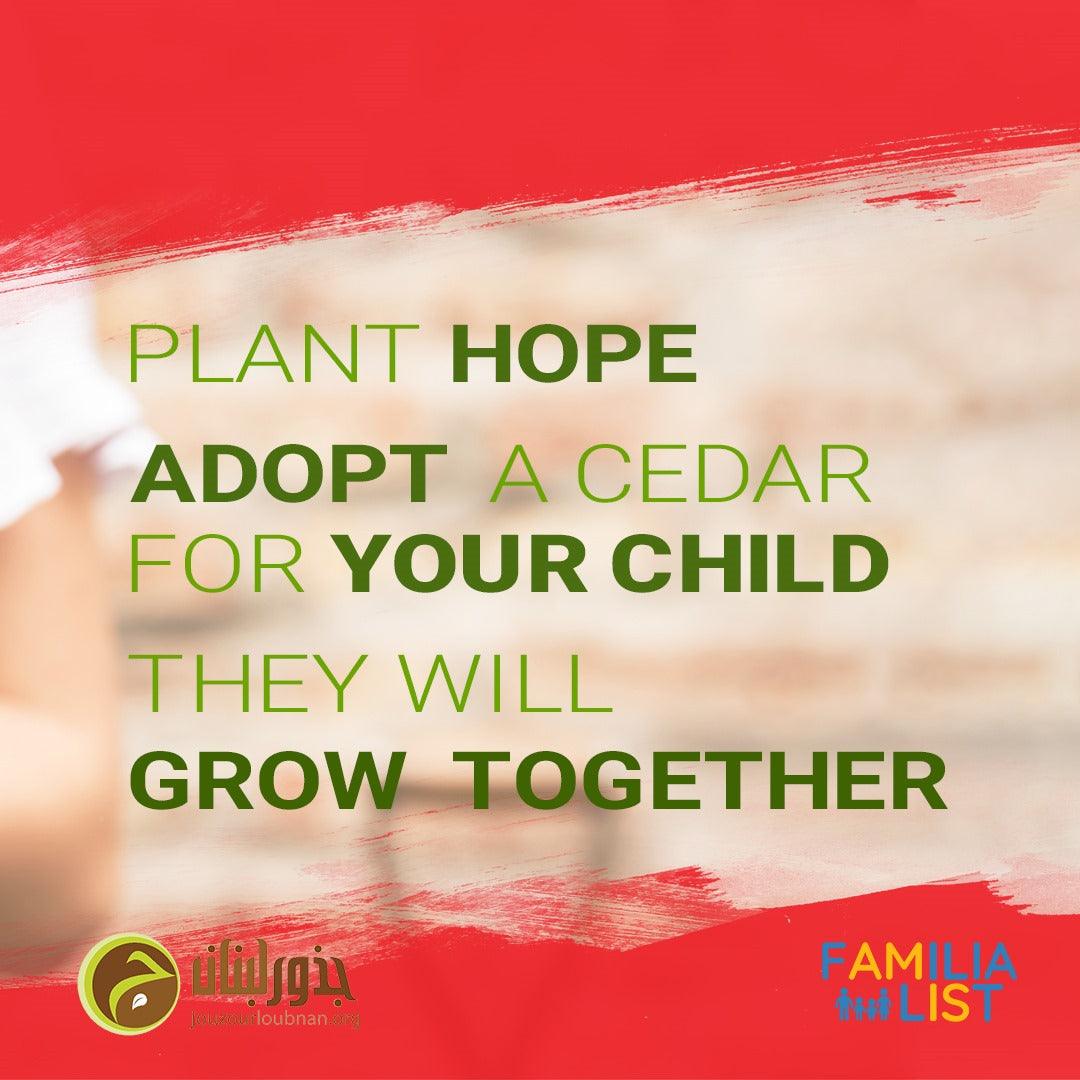 Adopt a Cedar | Free Delivery in Lebanon