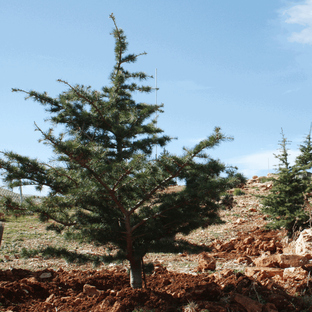 Adopt a Cedar | Free Delivery in Lebanon
